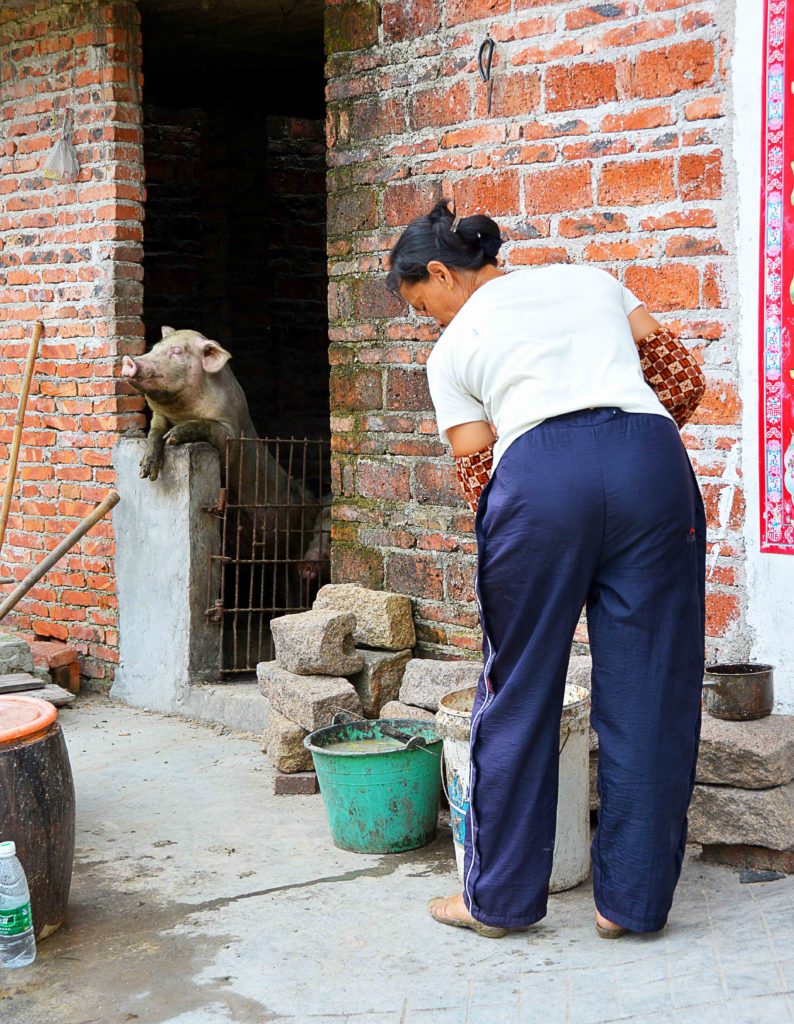 Pig | The Taishan Project