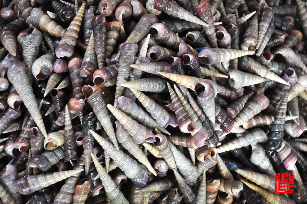 Shells | The Taishan Project