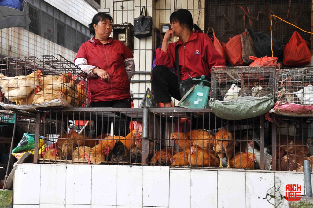 Chicken Sales | The Taishan Project