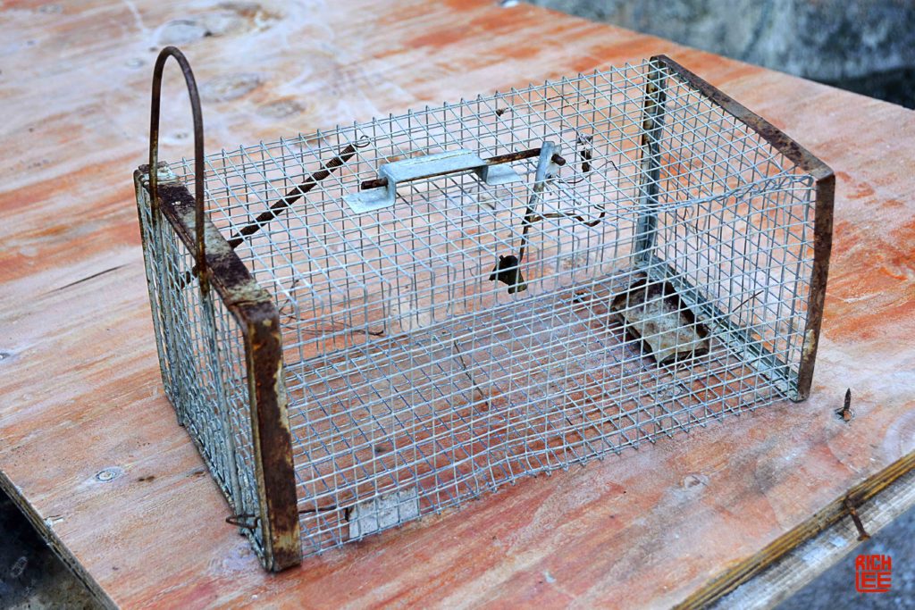 Snake Trap | The Taishan Project