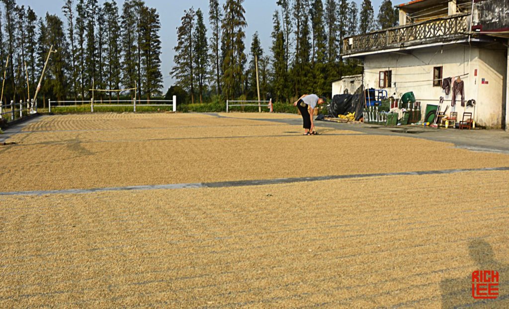 Drying Rice | The Taishan Project