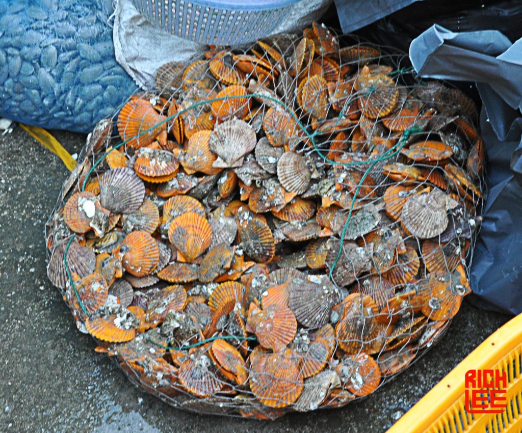 Orange Shelled Clams | The Taishan Project