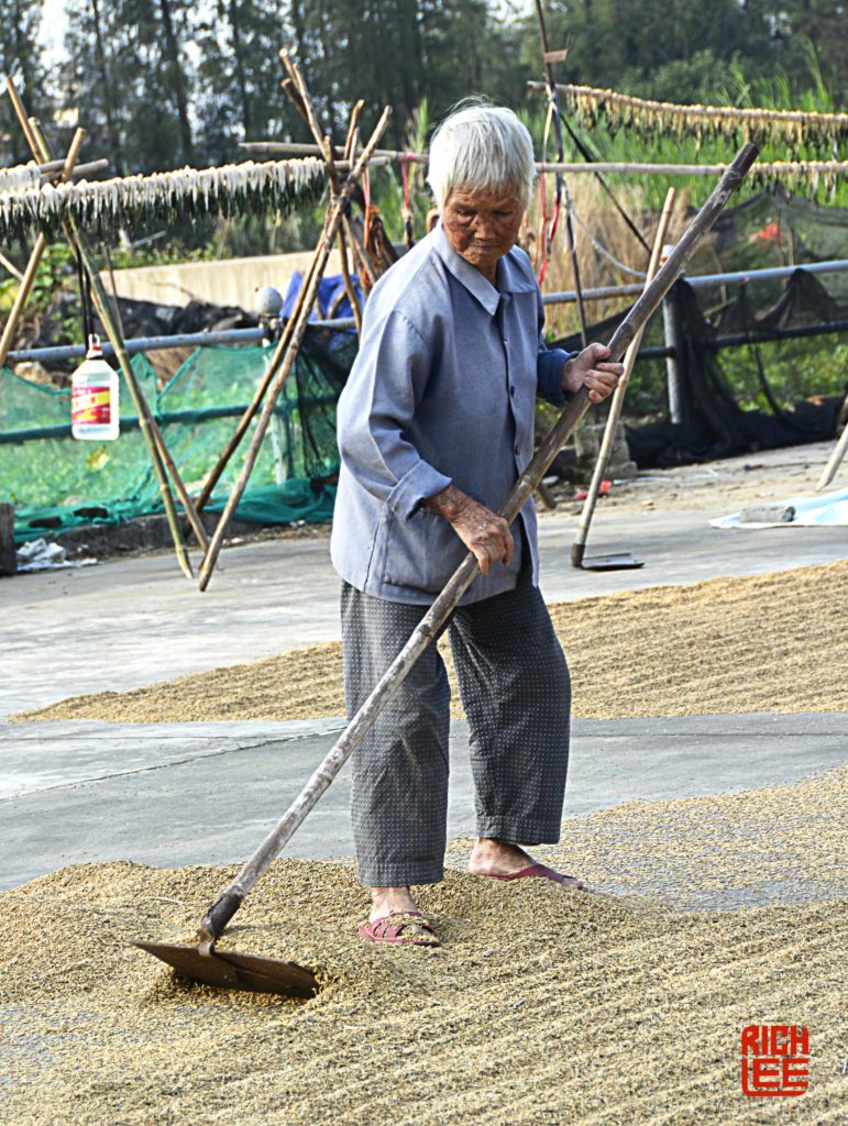 Old Woman Sweeping Rice | The Taishan Project