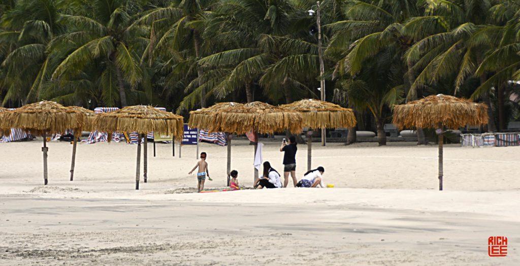 Beach and Palm Trees | The Taishan Project