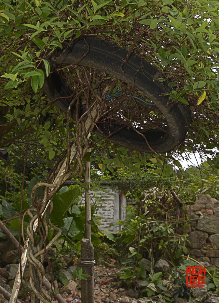 Tire in a Tree | The Taishan Project